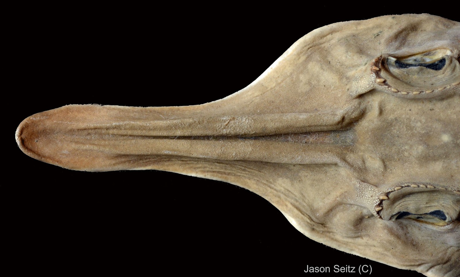 Sawfish Conservation Society: An Inordinate Fondness for Fish Snouts ...