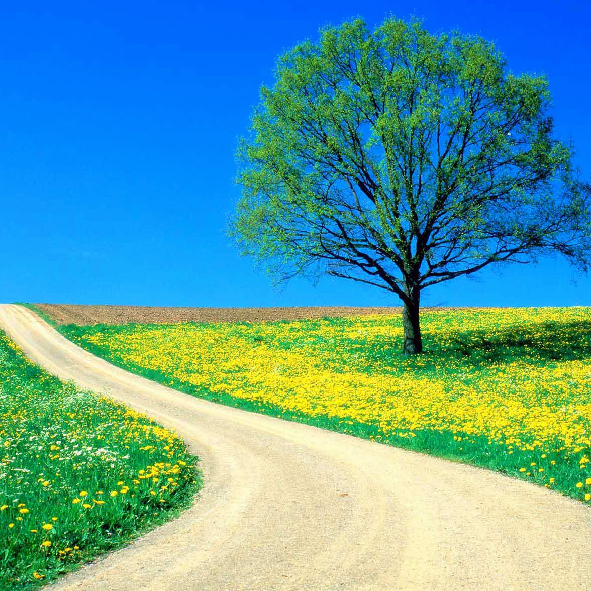 Most Popular HD Wallpaper: Beautiful Senary