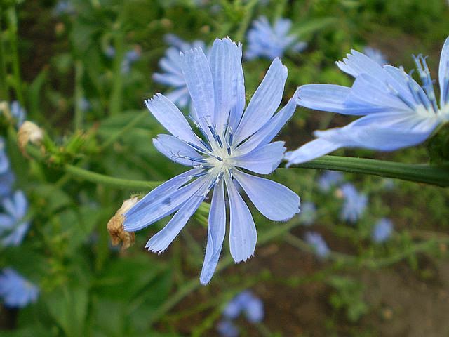 másvirág: A cikória