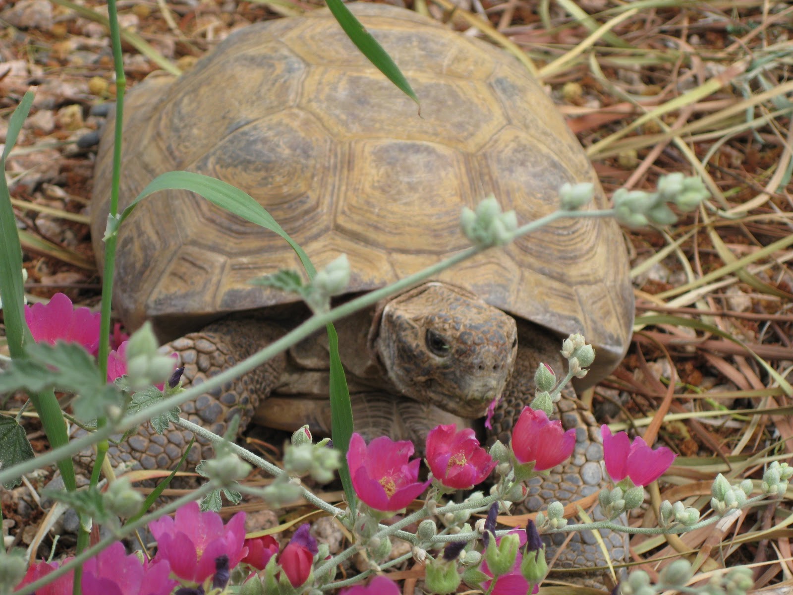 Desert Tortoise Tales: Eyes Wide Shut (Third Eyelid Blind)