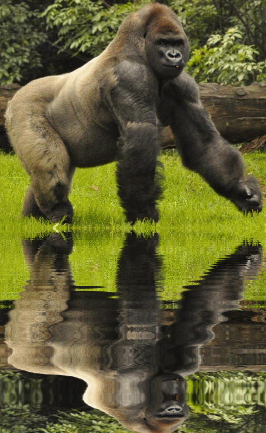 Animagif: Gif animados de animales 1