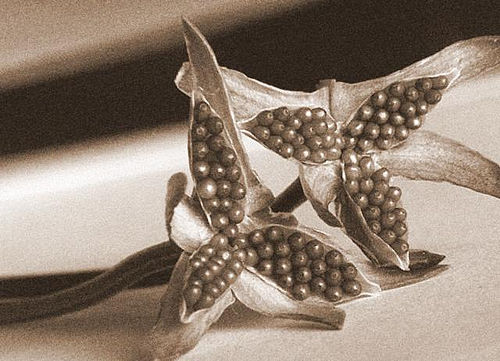 faceless book: "Every problem contains within itself the seeds of its ...