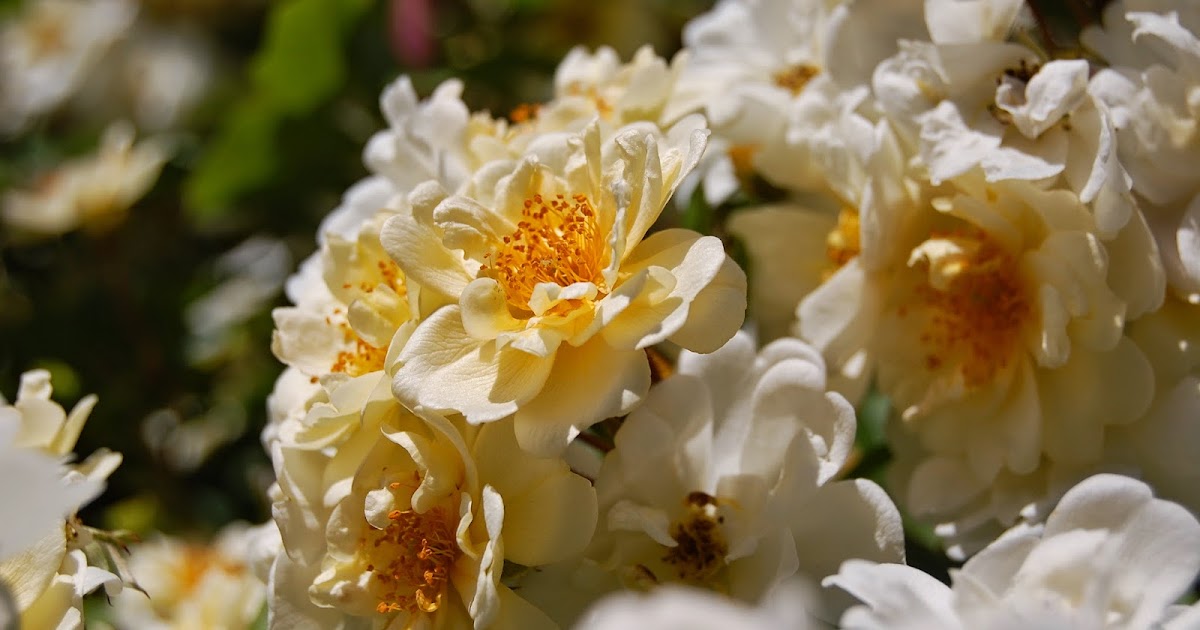 M/S DESIGN Trädgård och Keramik: Honungsrosen...