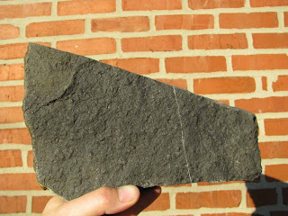 Views of the Mahantango: Olenus & Ctenocephalus Trilobites from Sweden