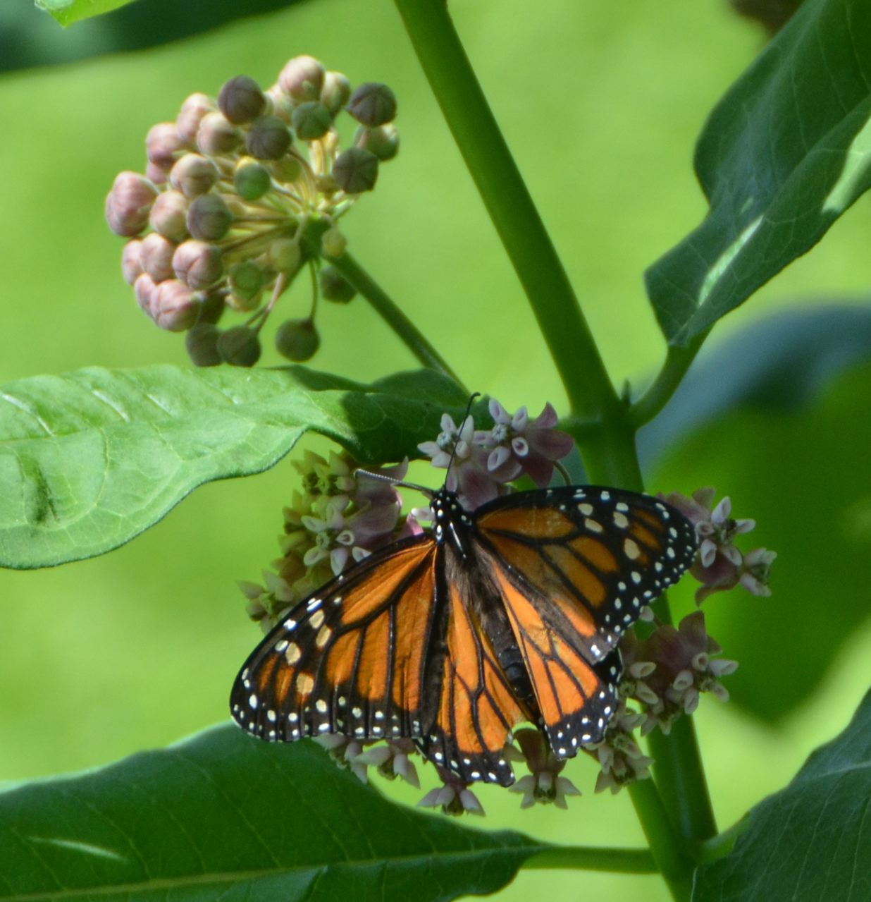Flower Hill Farm: Fiery Orange Rising Reflecting Giving Life