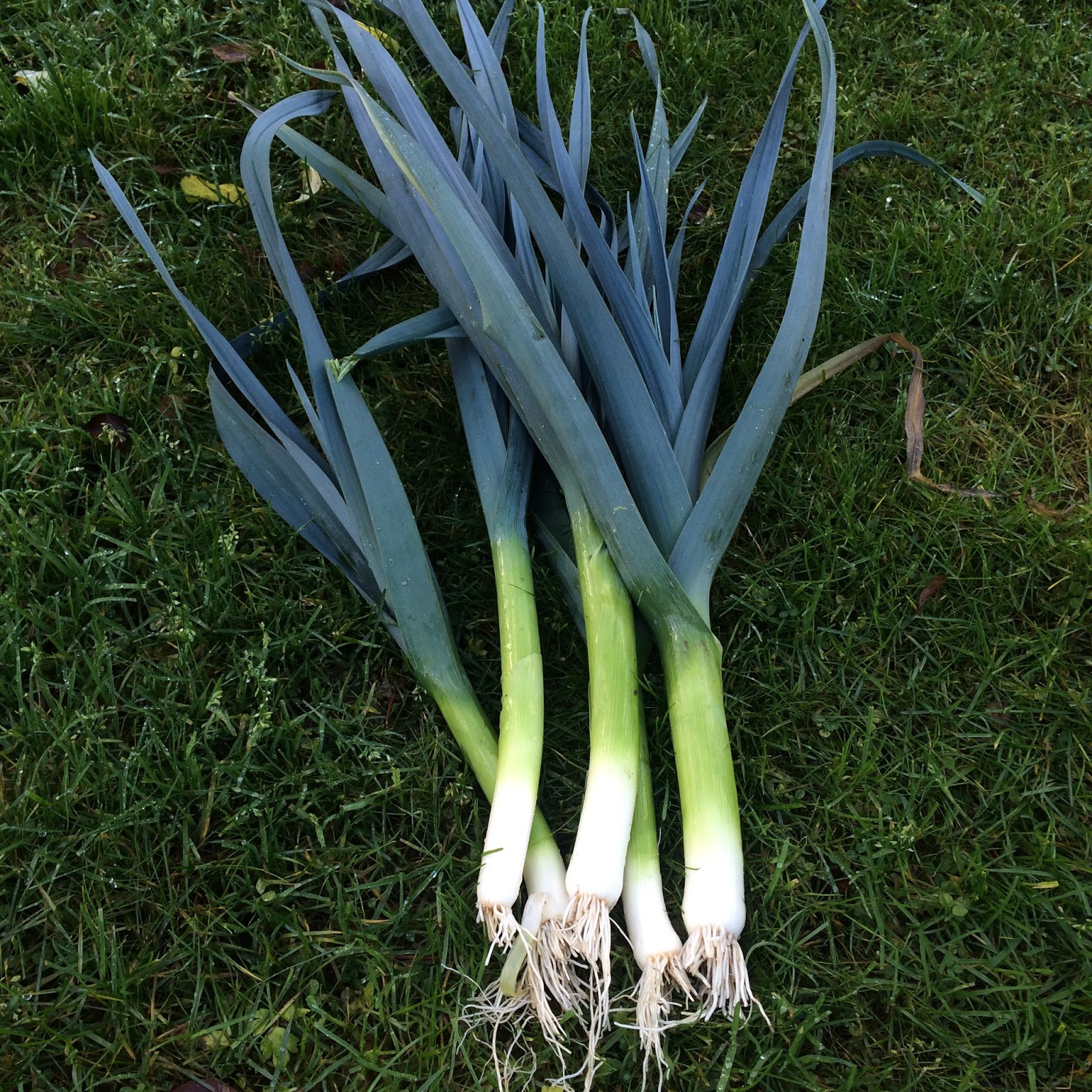 Konservering av purre - har du prøvd purreaske?