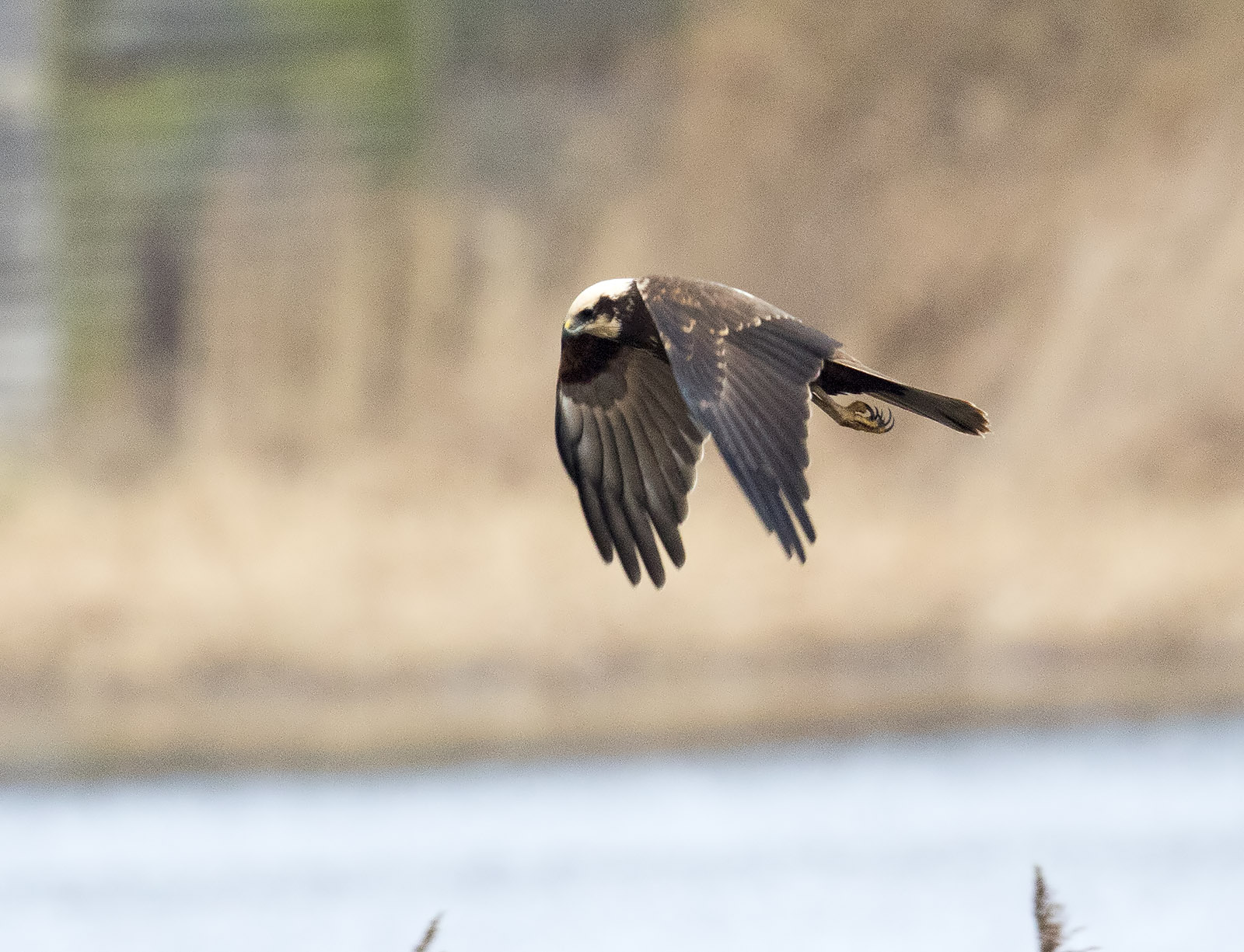 pewit: December lighting and a 1cy female Marsh Harrier