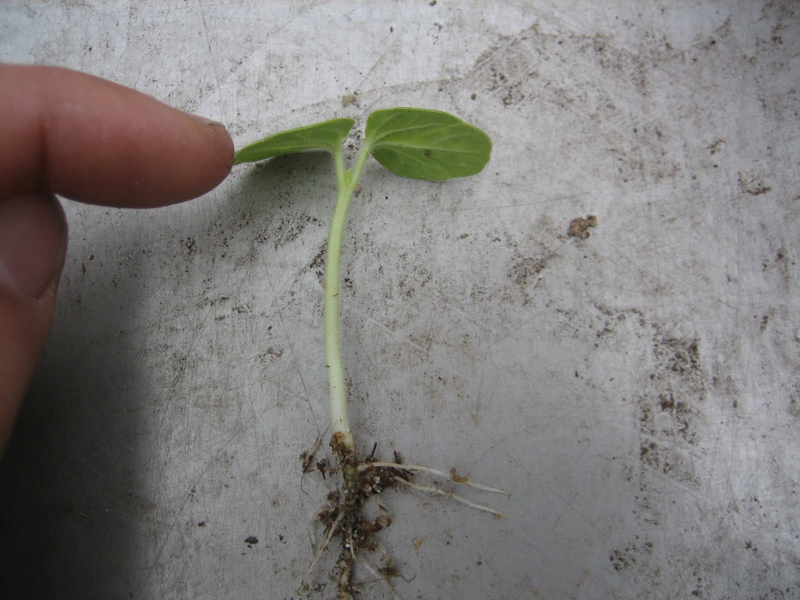 Have You Ever Picked A Carrot?: Okra: Understanding a Plant From the ...