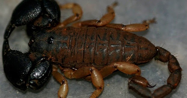 South African Photographs: Burrowing Scorpion (Cheloctonus jonesi ...