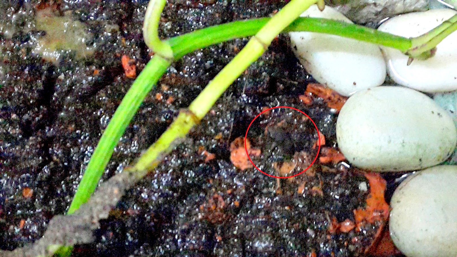 Biomimicry of Frogs - A Study of Nature's Best Ideas