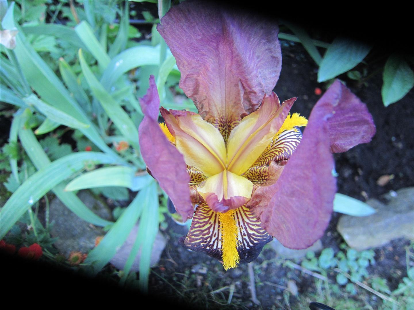 Mariehem i Skåne: Nu är det "Iris" tid.