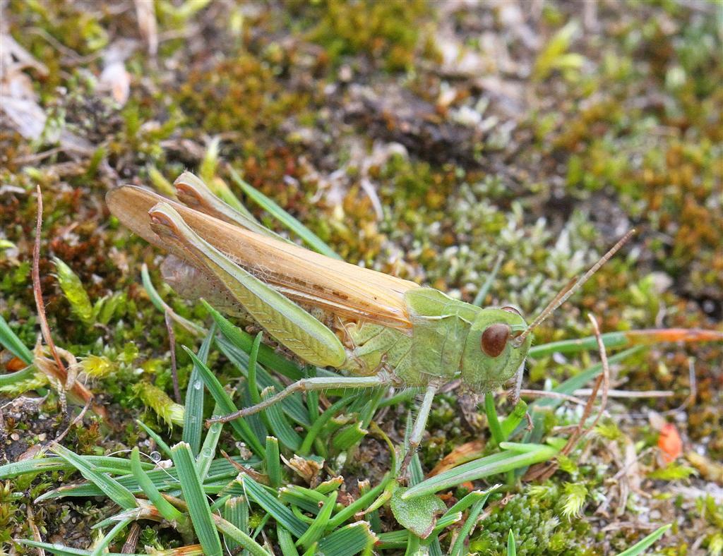 Michael Foley: Natural History ©: Three Grasshopper species at Ainsdale ...