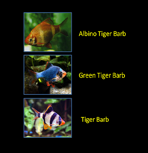 Ikan Tiger Barb