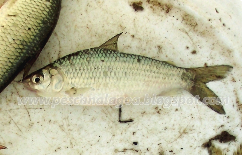 Biru - Um peixe da Lagoa dos Patos - Pesca na Lagoa