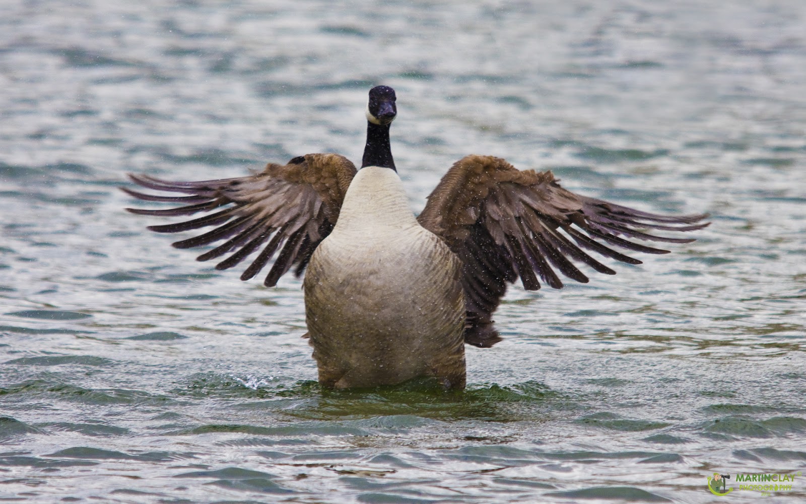 Martin Clay Photography: Langford (Grebe) Lakes