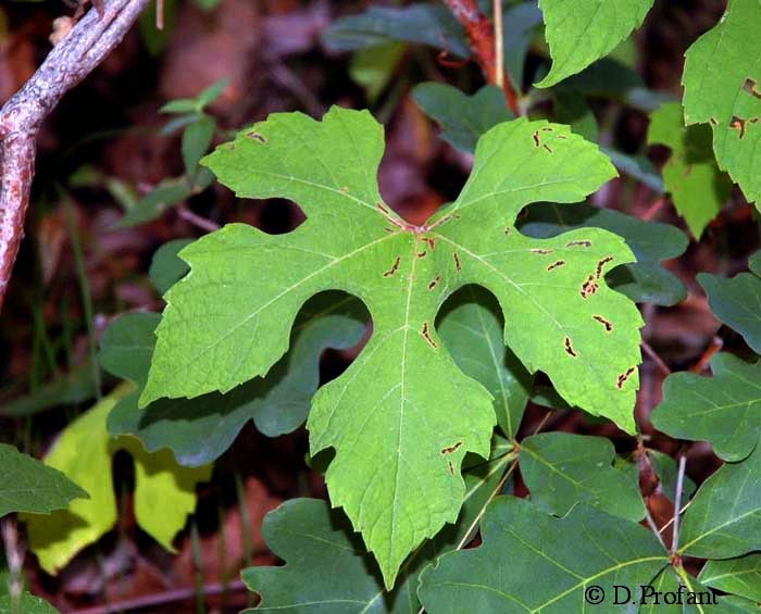 Field Biology in Southeastern Ohio: Wild Grapes