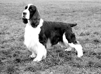 English Springer Spaniel Facts and Information: The Appearance of The ...