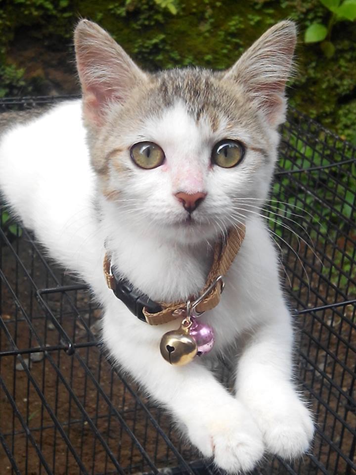 Inilah 15 Fakta Unik Tentang Kucing ~ Satwaku.com