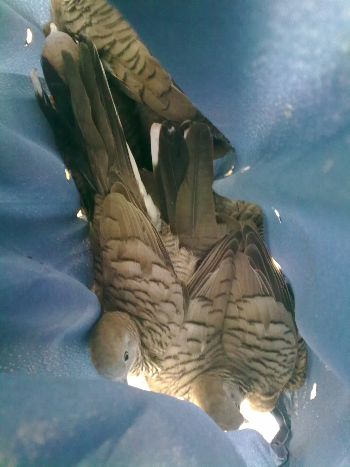 Info Populer 39+ Burung Merbok