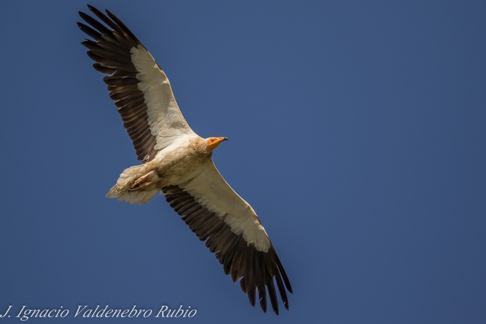 DocNatureBlog: El Buitre blanco y sabio. Alimoche común (Neophron ...