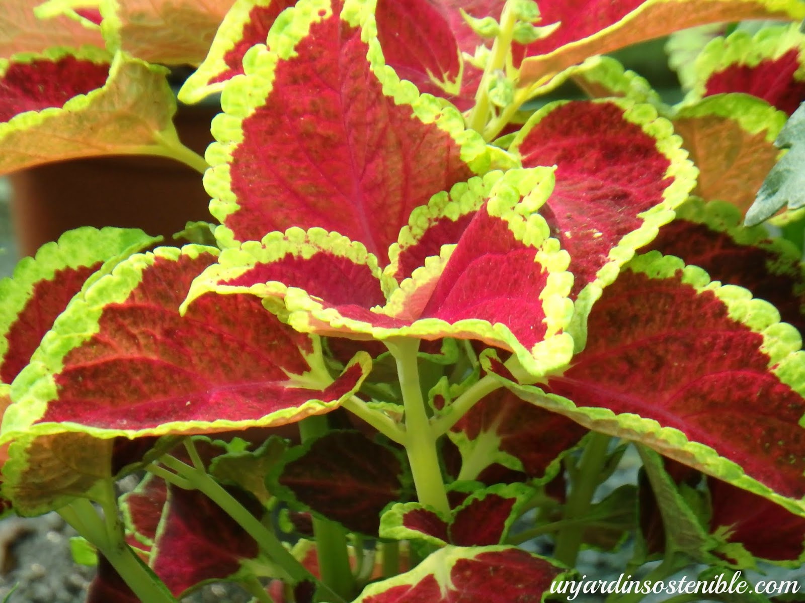 unjardinsostenible.com: Plectranthus scutellarioides-Coleus blumei (Cóleo)