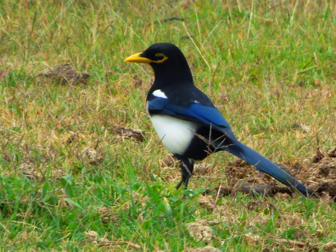 Geotripper's California Birds: Bird of the Day: California's Endemic ...