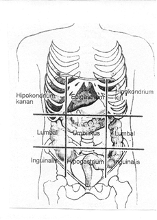 Tinjauan Anatomi Struktur Tubuh