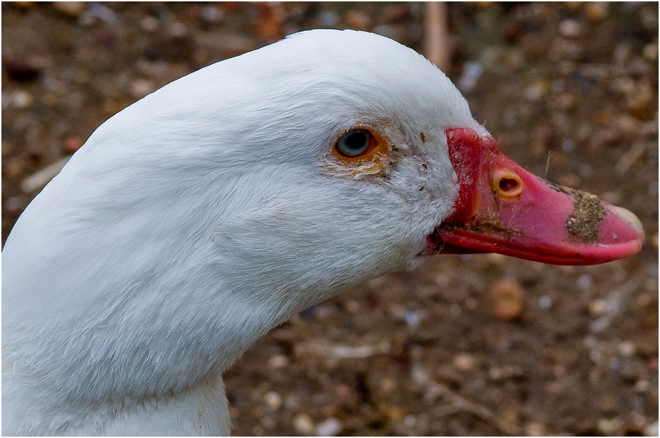 Naturaleza y Etnografía: Haciendo el ganso