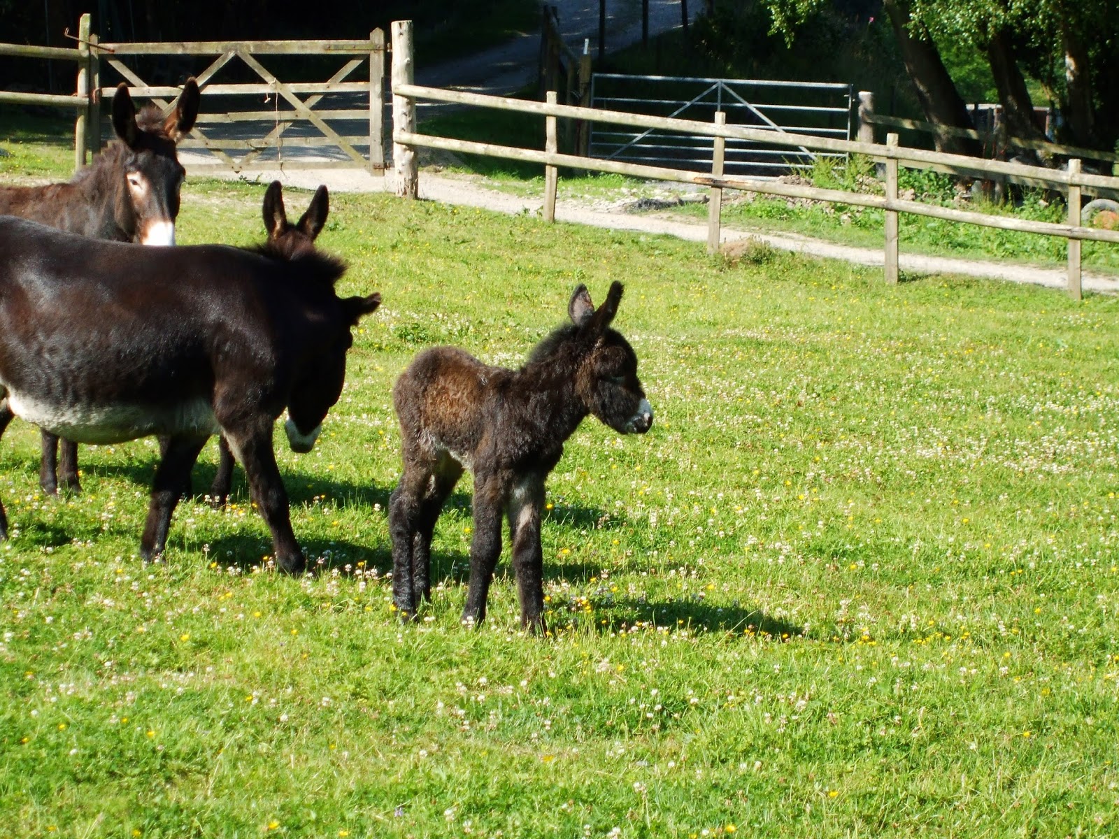 Dyfi Donkeys: Dylan gets a little sister SEREN