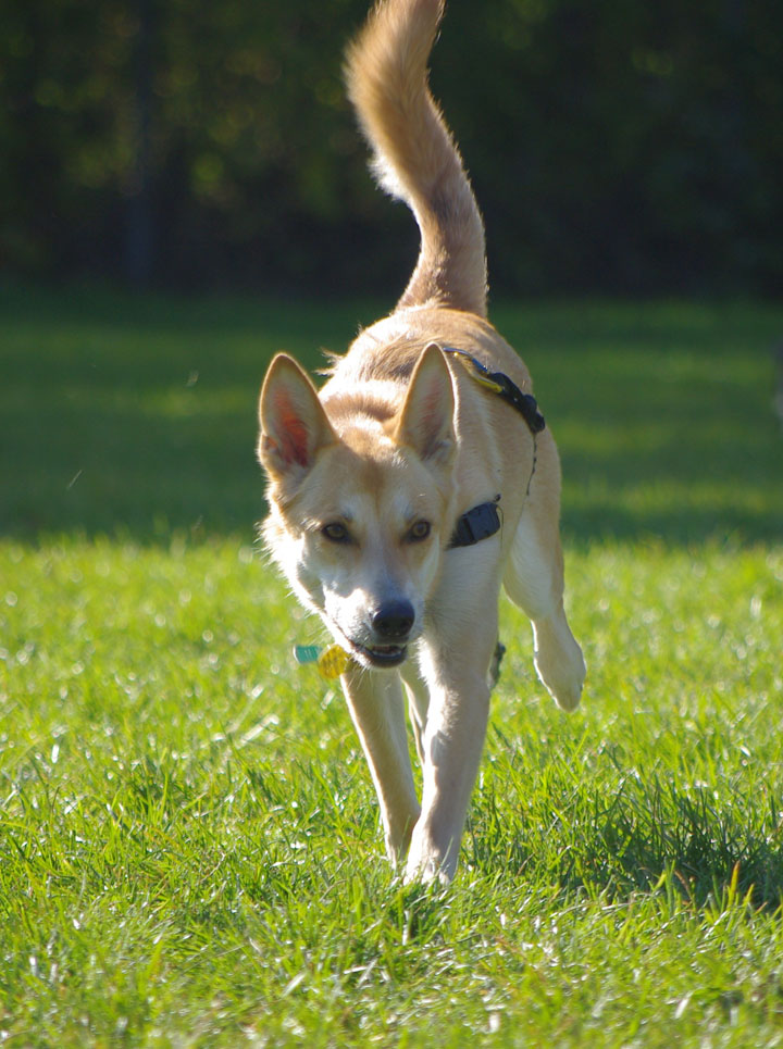 Kylie - Shepherd Spitz mix
