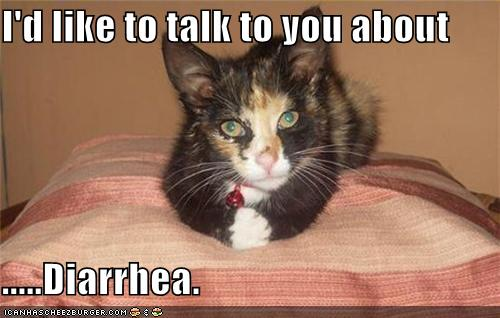 Questions On Dogs and Cats: LET'S TALK ABOUT...DIARRHEA, PT. 2