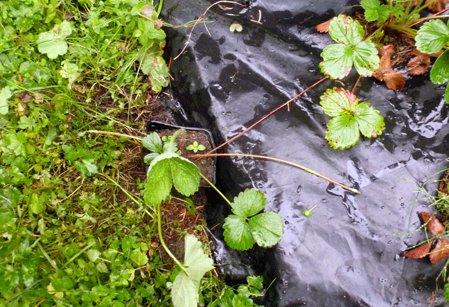 Eden By The Bay: Plant Propagation – Runners