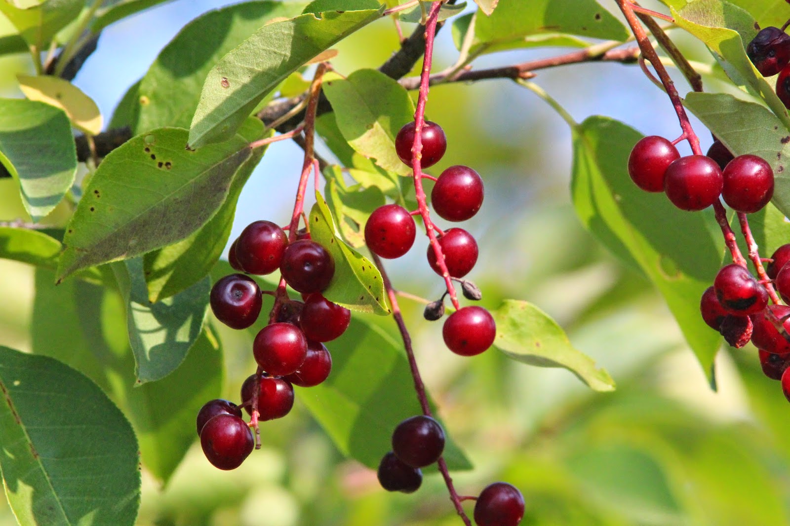 Chris Siddle - Okanagan Birder: Birds and Berries