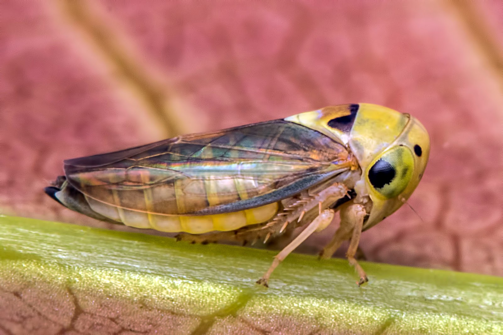 Catalogue of Organisms: Cicadomorpha