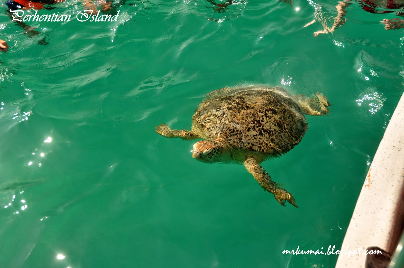 MAT DRAT: Snorkeling lihat penyu di Turtle Bay Pulau Perhentian
