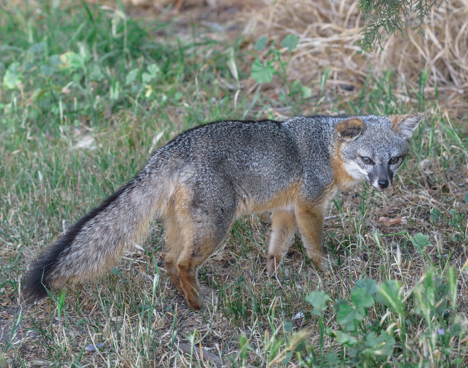 Friends of the Island Fox