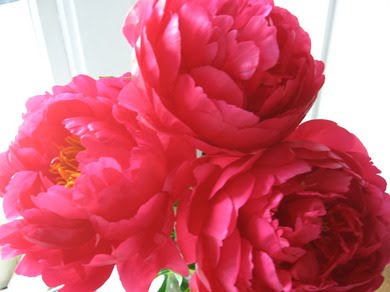 Petals & Paper Boutique: Peonies are in season!!!