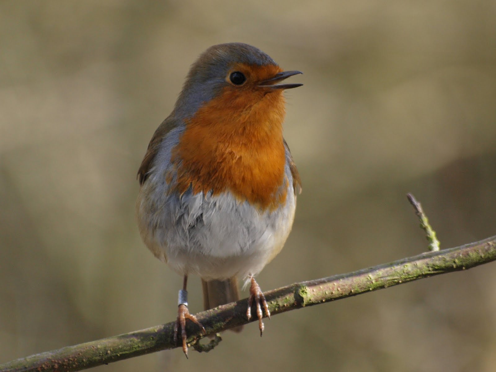 Ragged Robin's Nature Notes: Robins Galore at Brandon Marsh NR
