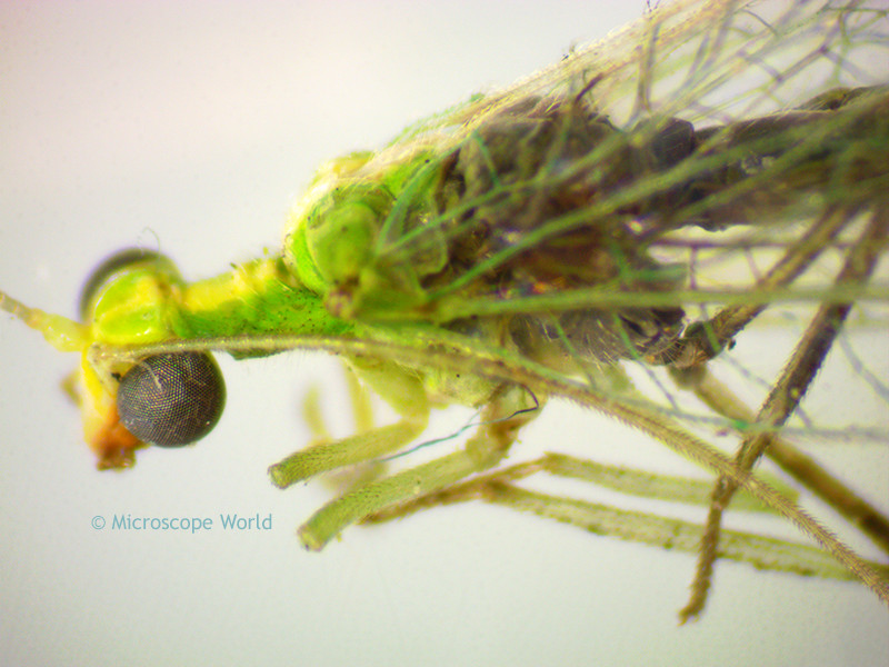 Microscope World Blog: Insects Under the Microscope