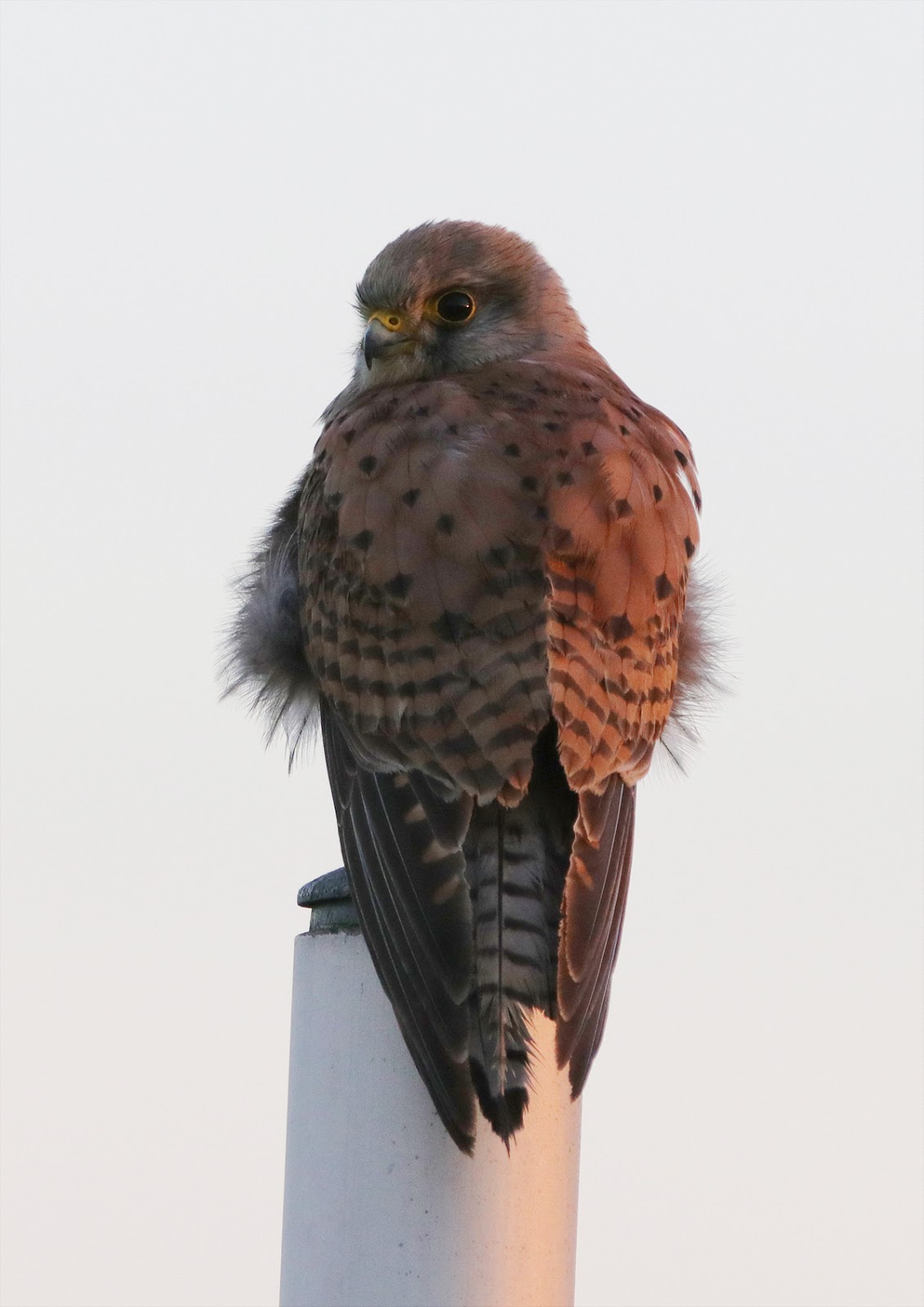 Another Bird Blog: Early Birding