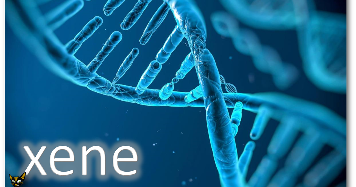 Zarampagalegando: Dicionario visual. Xene