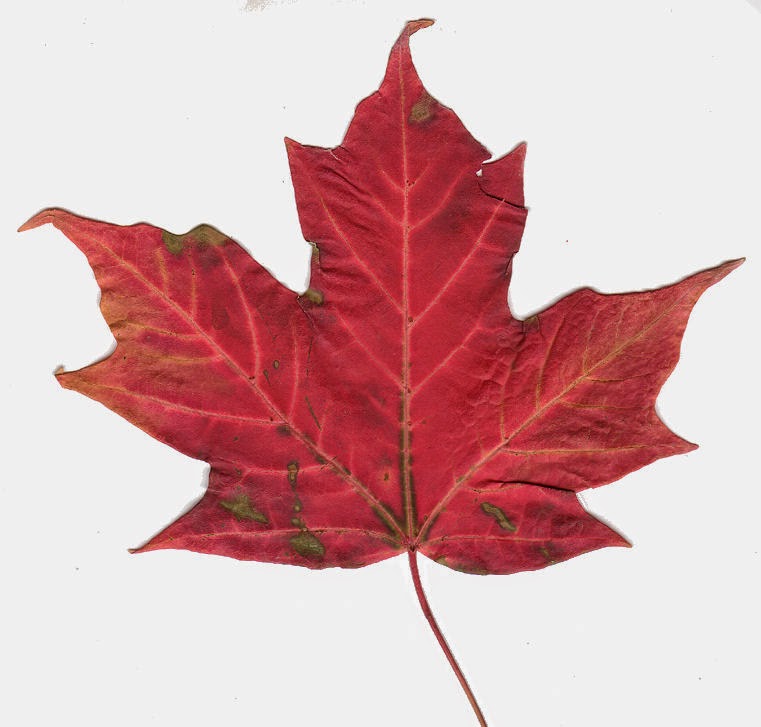just a marine: What is a “hard” maple?