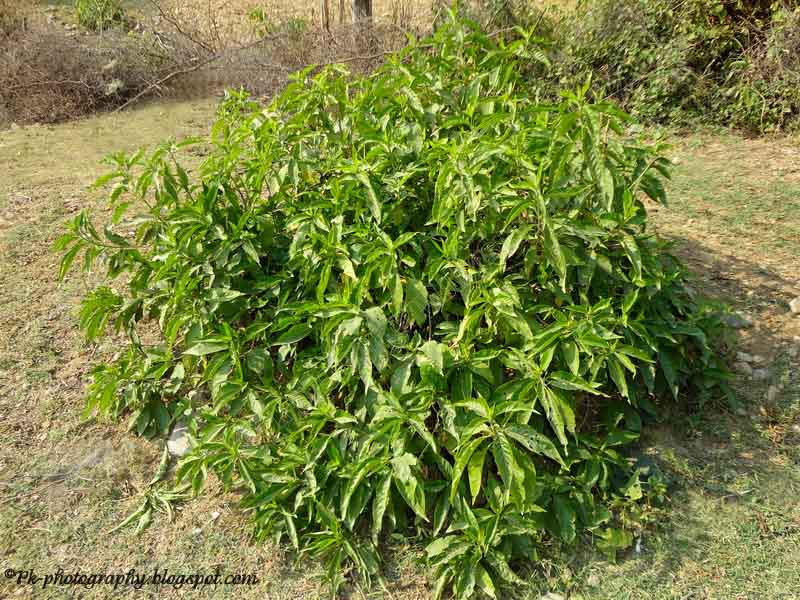 Adhatoda vasica | Nature, Cultural, and Travel Photography Blog