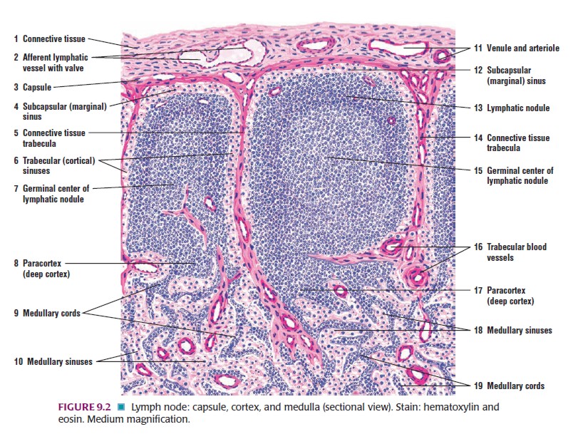 Histology Sistem Limfatik (lymphoid system) | BlogK Putih