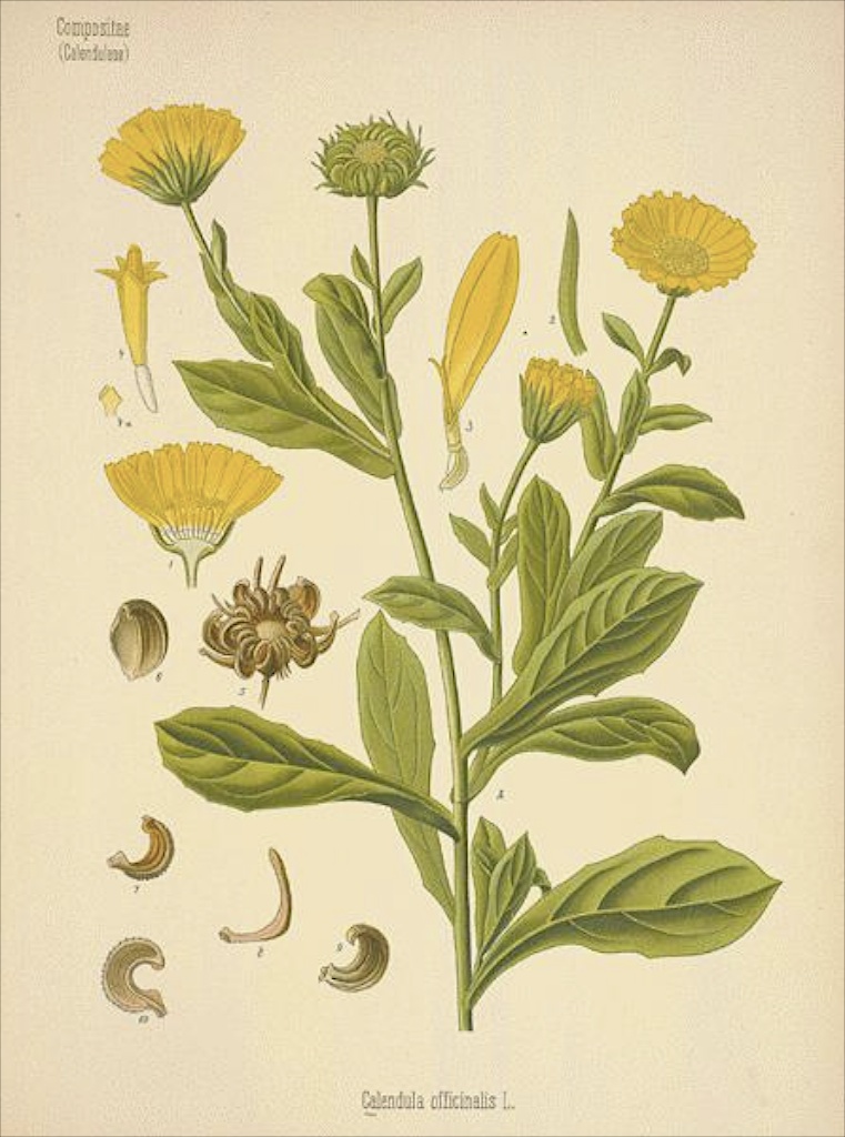 Nourishing Herbs: Calendula, The Cheerful Healer