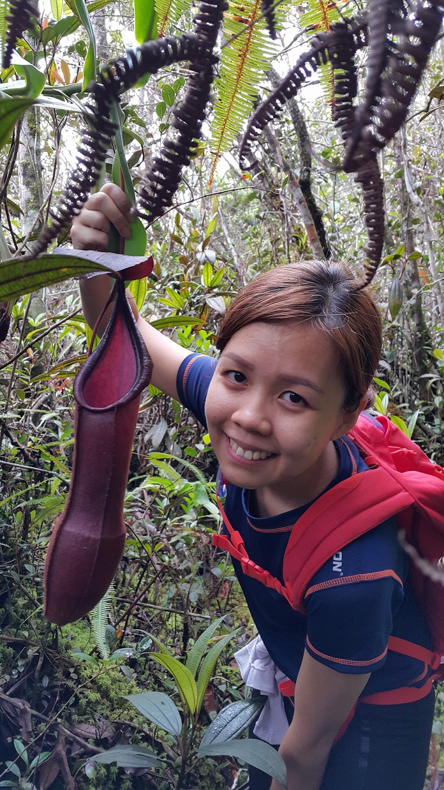 Extreme Benum Dayhike (via Lata Berembun) in 24 Hours | Catchingtravels