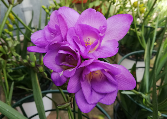 Plantas y flores: Freesia x hybrida