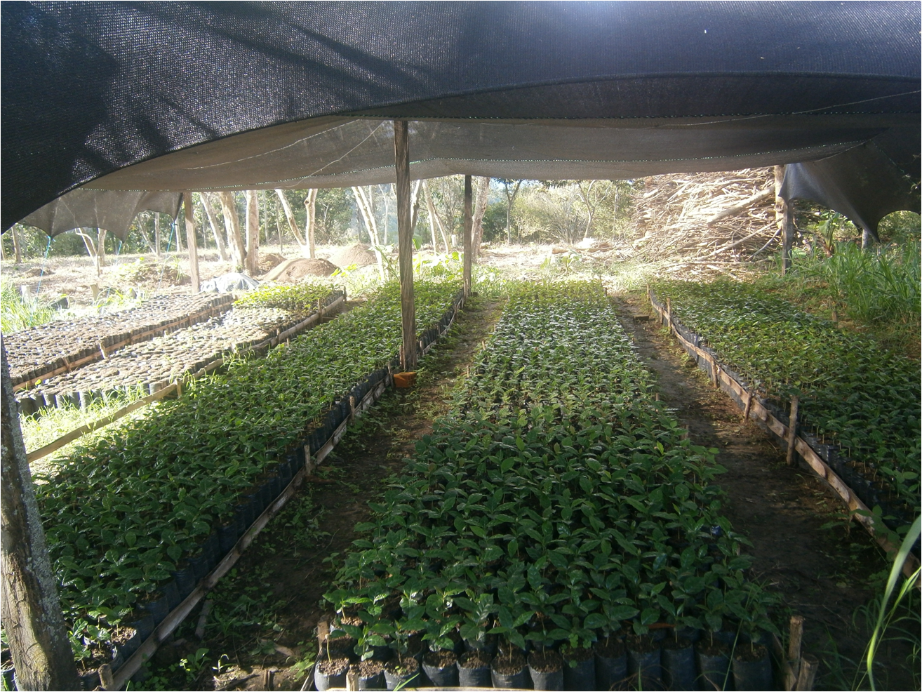 NUESTRA INSTITUCION: INSTITUTO TECNICO AGROPECUARIO HATO SANTANDER