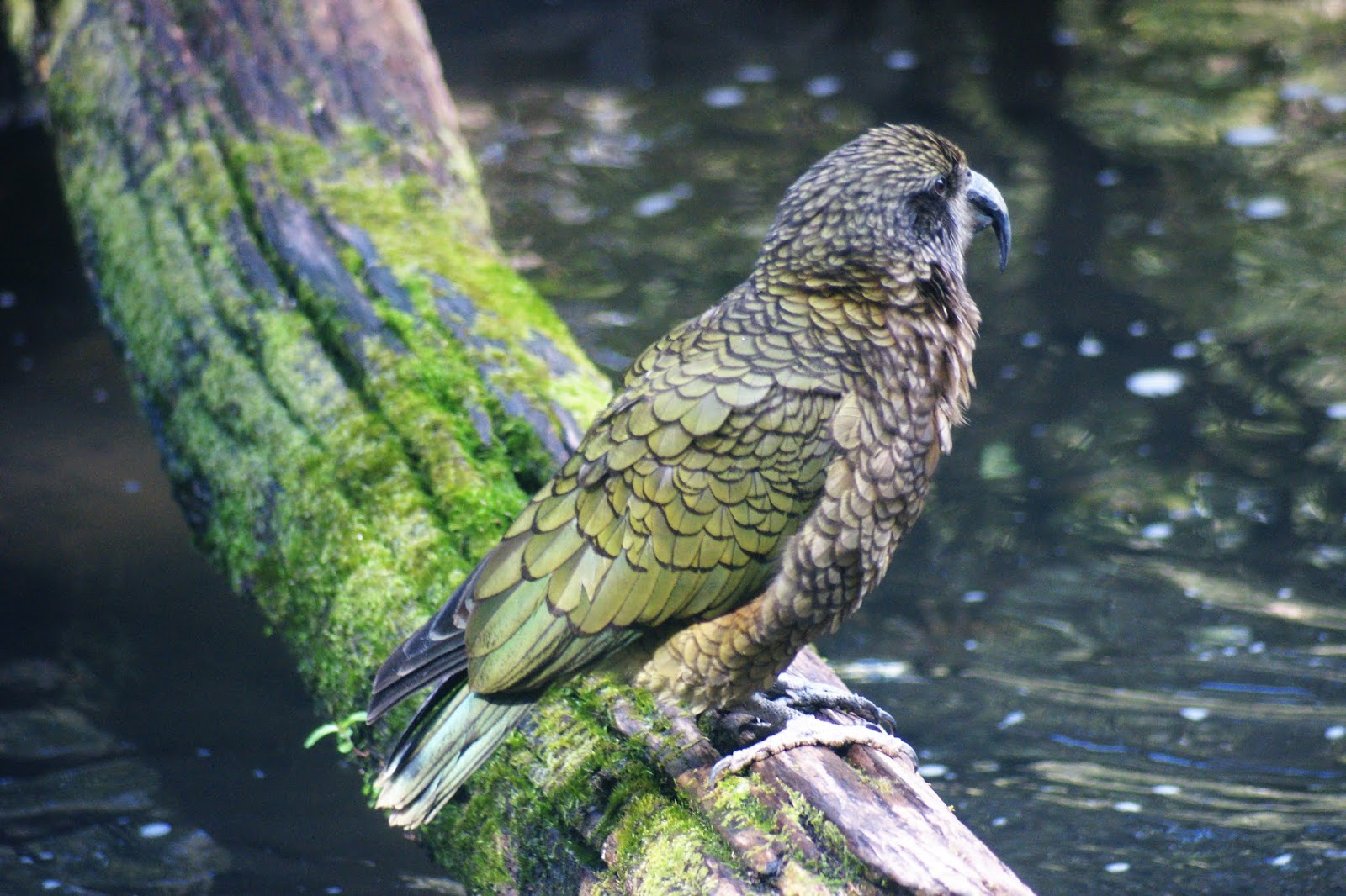 HOW IN THE WORLD!!: Native birds at the zoo.