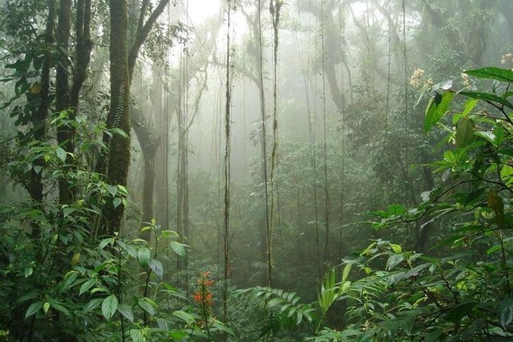 Alternativas para Cuidar el Medio Ambiente: COSTA RICA: ¿UN EJEMPLO DE ...